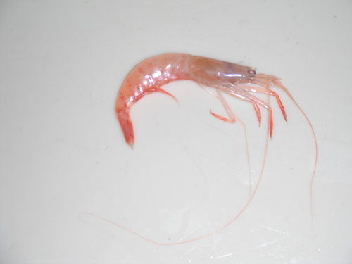 Processa shrimp (Processa canaliculata) · iNaturalist