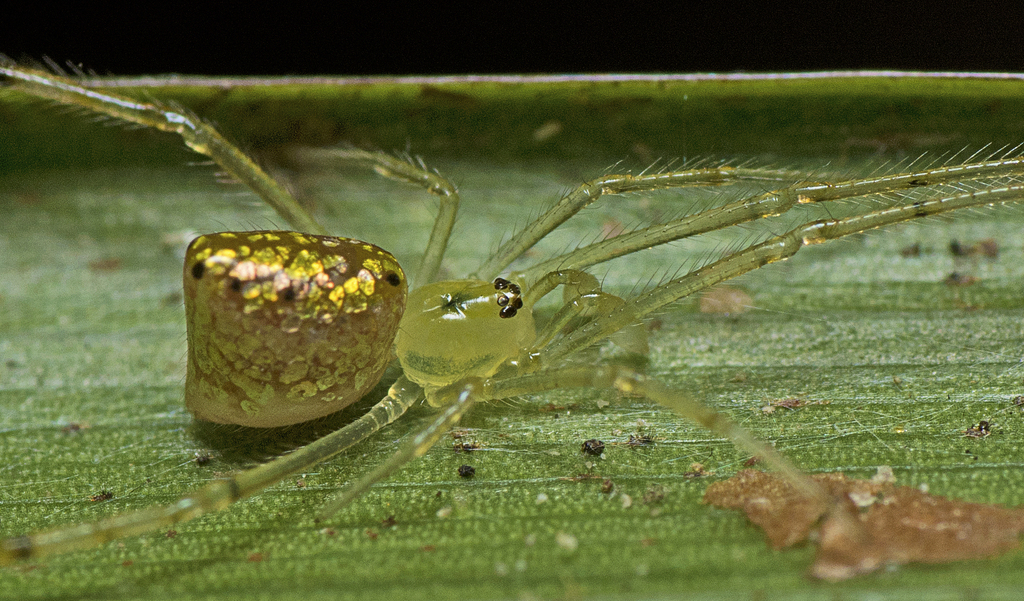 Mirror-ball Spiders (Arañas y ácaros de Bogotá ) · NaturaLista Colombia