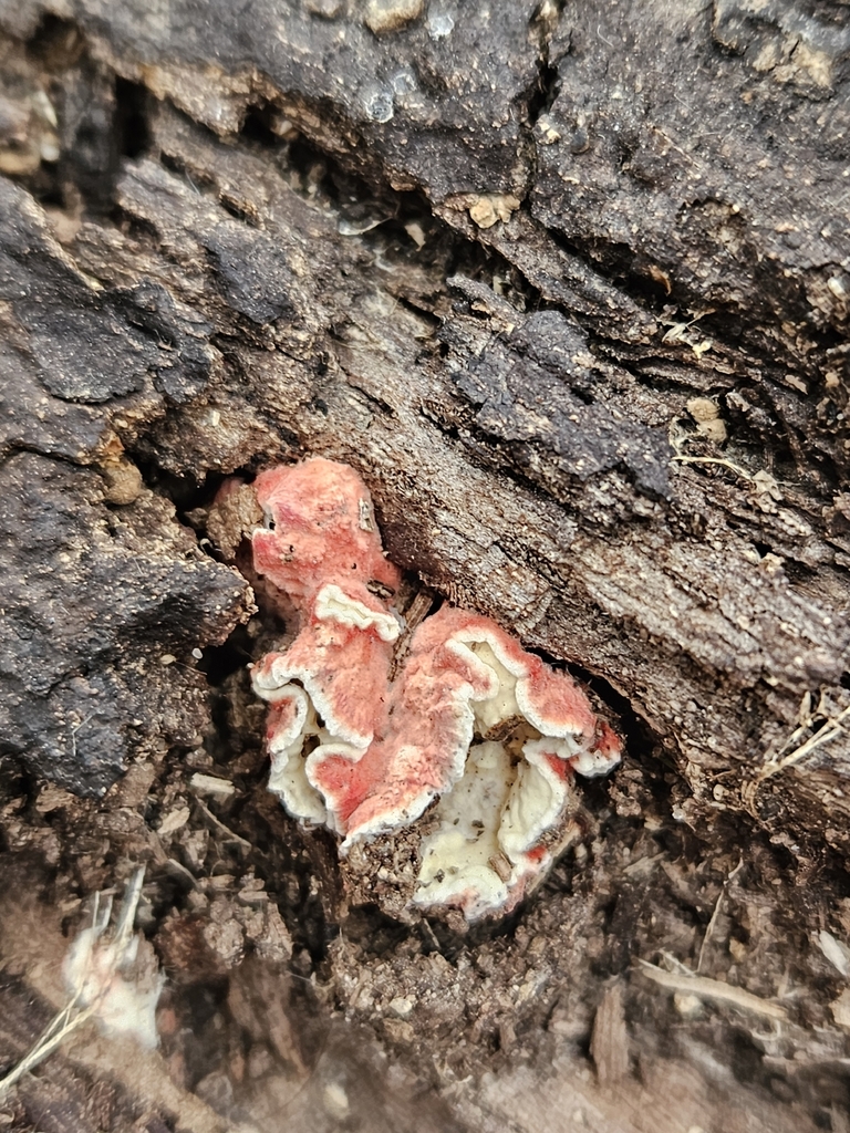 Coral-pink Merulius from Otto, MO 63052, USA on November 9, 2025 at 08: ...