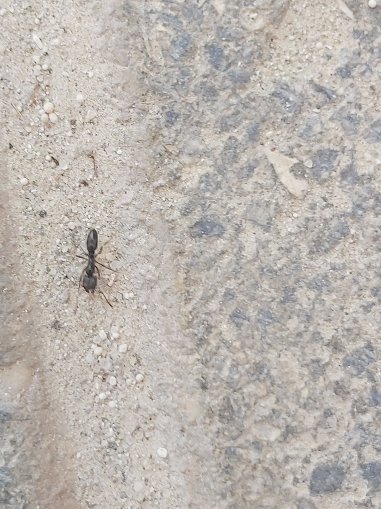 Samsum Ant from Durrat Al Bahrain, Bahrain on January 3, 2020 at 02:10 ...