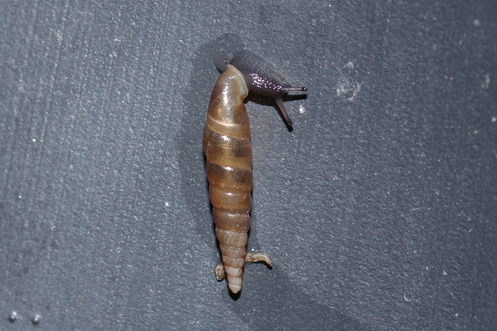 Euphaedusa aculus from 中国上海市徐汇区龙吴路2443号 邮政编码: 200231 on June 11, 2024 ...