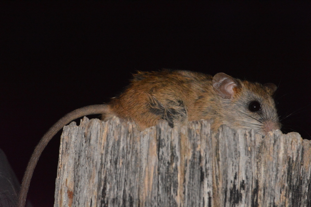 Red Veld Rat from Umzingwane, Zimbabwe on December 1, 2019 at 06:23 PM ...