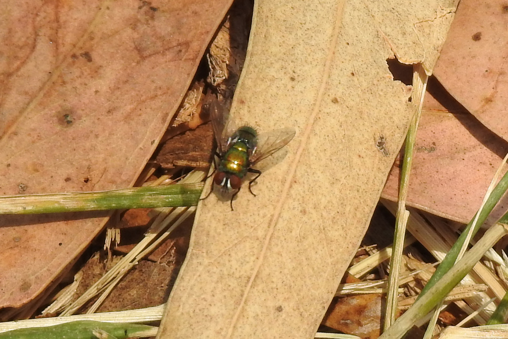 Australian Sheep Blow Fly from Stranger Pond Tuggeranong, ACT ...