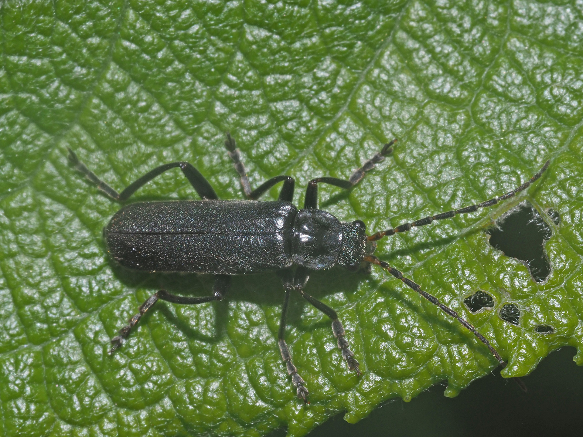 Cantharis tristis Fabricius, 1798