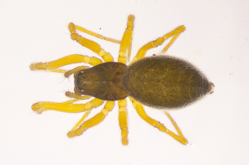 Diplocephalus graecus · iNaturalist United Kingdom