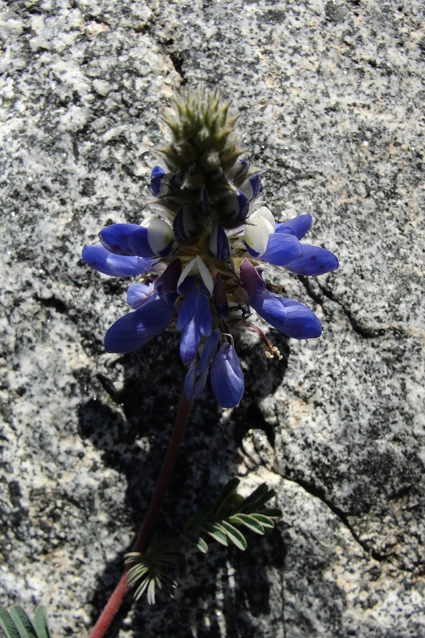 Dalea azurea (Phil.) Reiche
