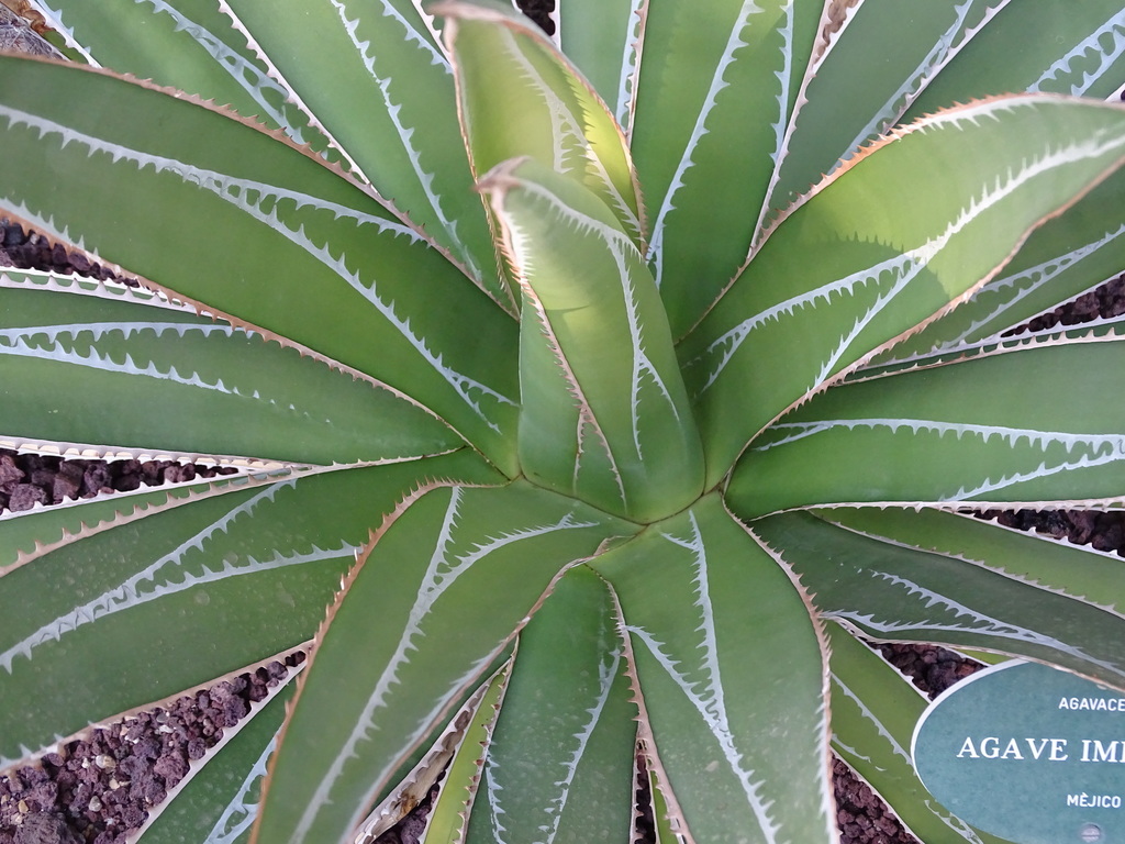 Agave impressa in October 2019 by jaimebraschi · iNaturalist
