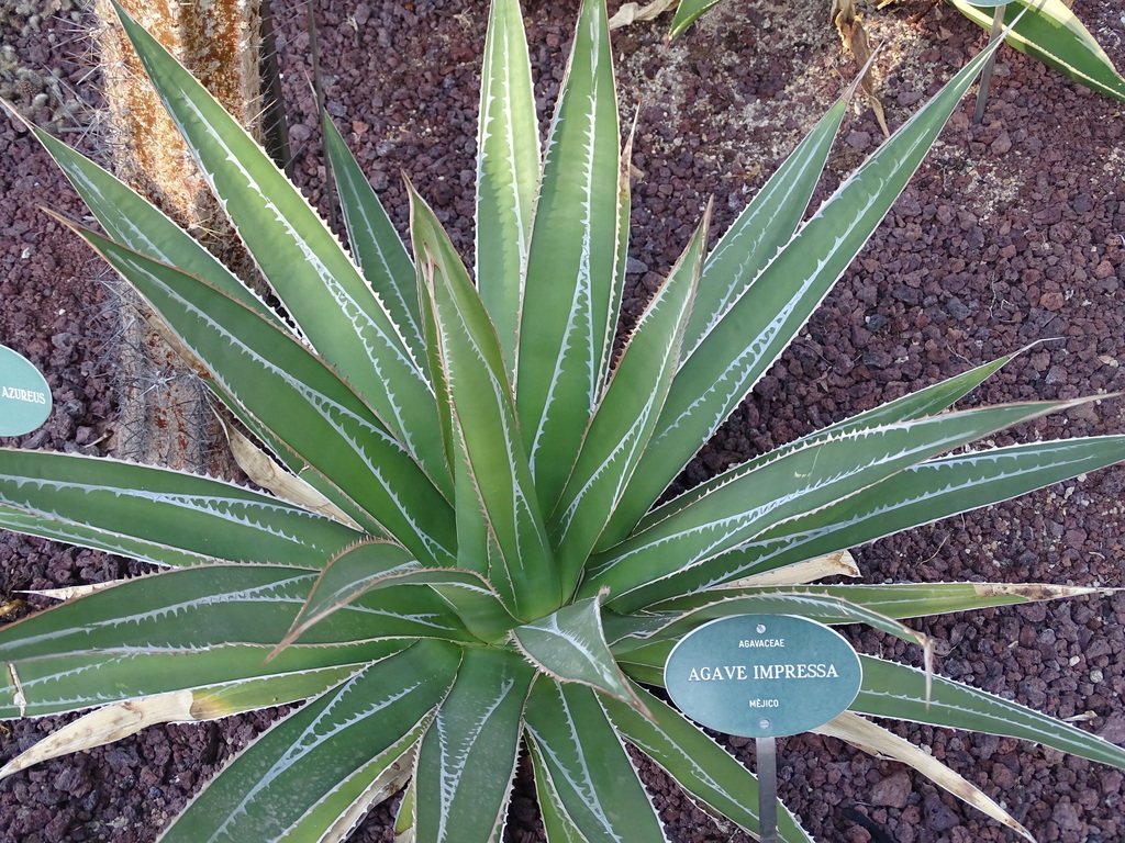 (Agave impressa) - Botanical Realm