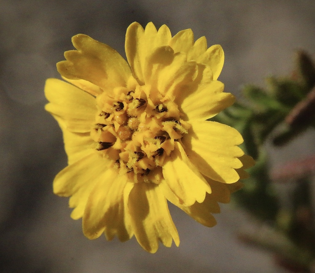tecate tarplant in November 2025 by Morgan Stickrod · iNaturalist