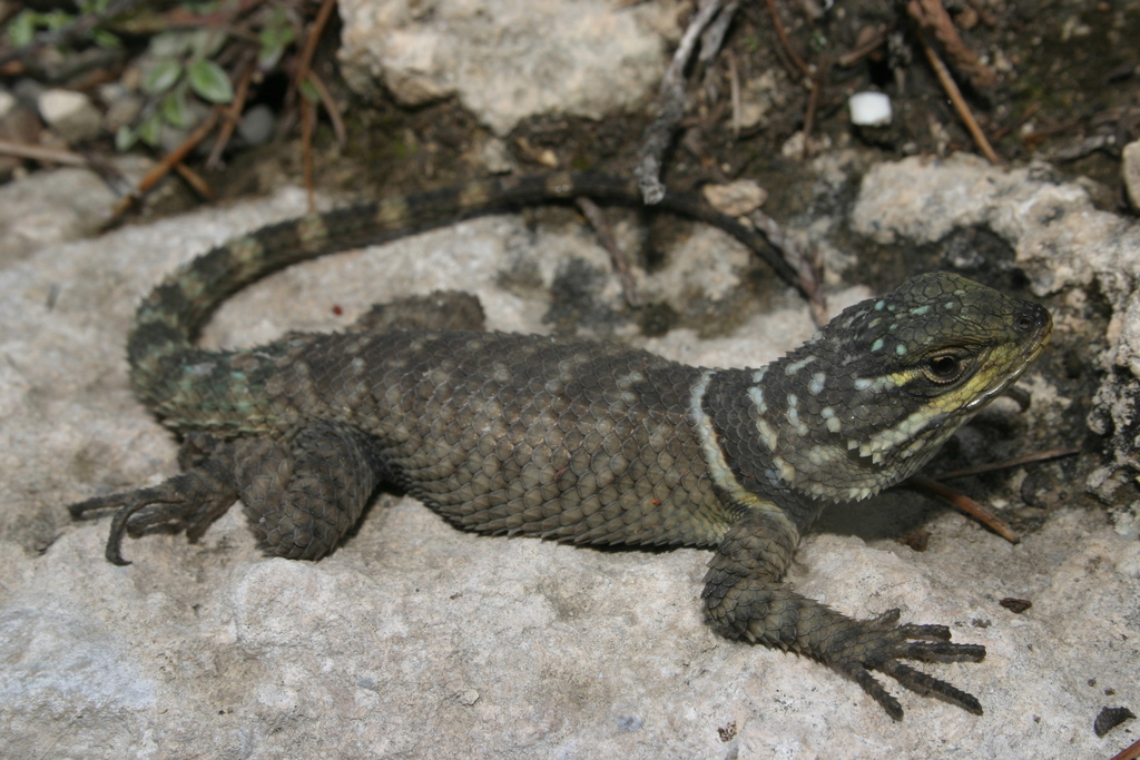 Minor Lizard in September 2008 by Michael Price · iNaturalist