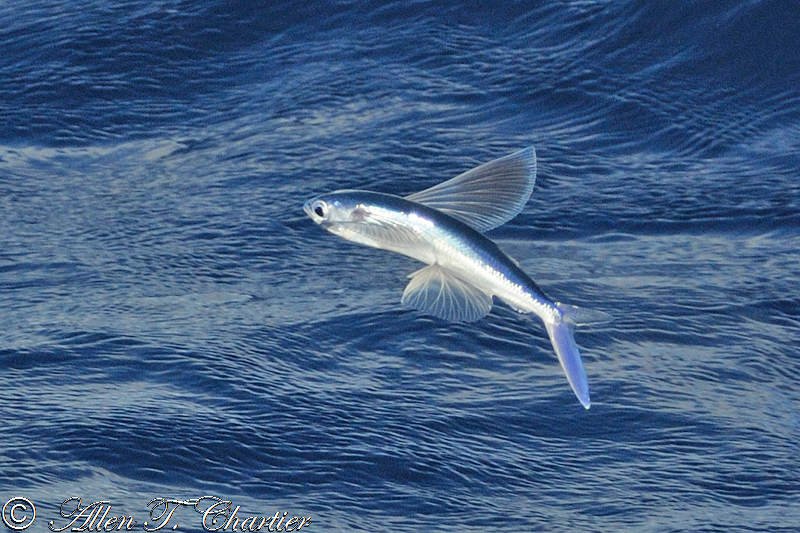 Atlantic Flyingfish (Saltwater Fish of Alabama) · iNaturalist