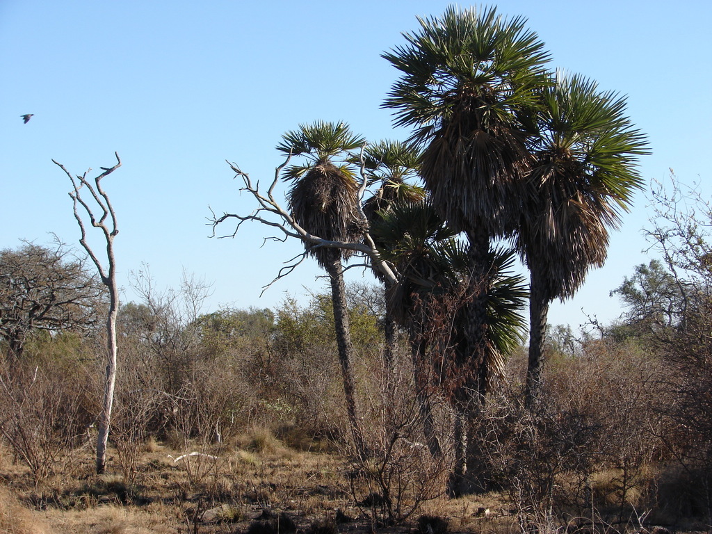 Trithrinax campestris in July 2008 by Andrés Pautasso. Observado junto ...