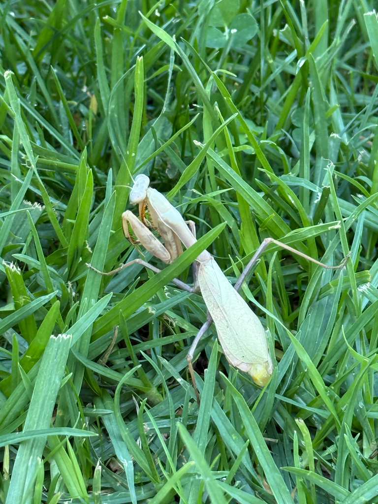 Arizona Mantis from Burbank Blvd, Los Angeles, CA, US on November 9 ...