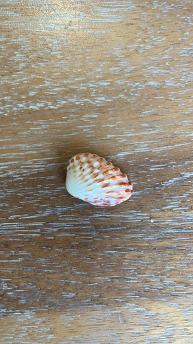 Observations by samilburn · iNaturalist