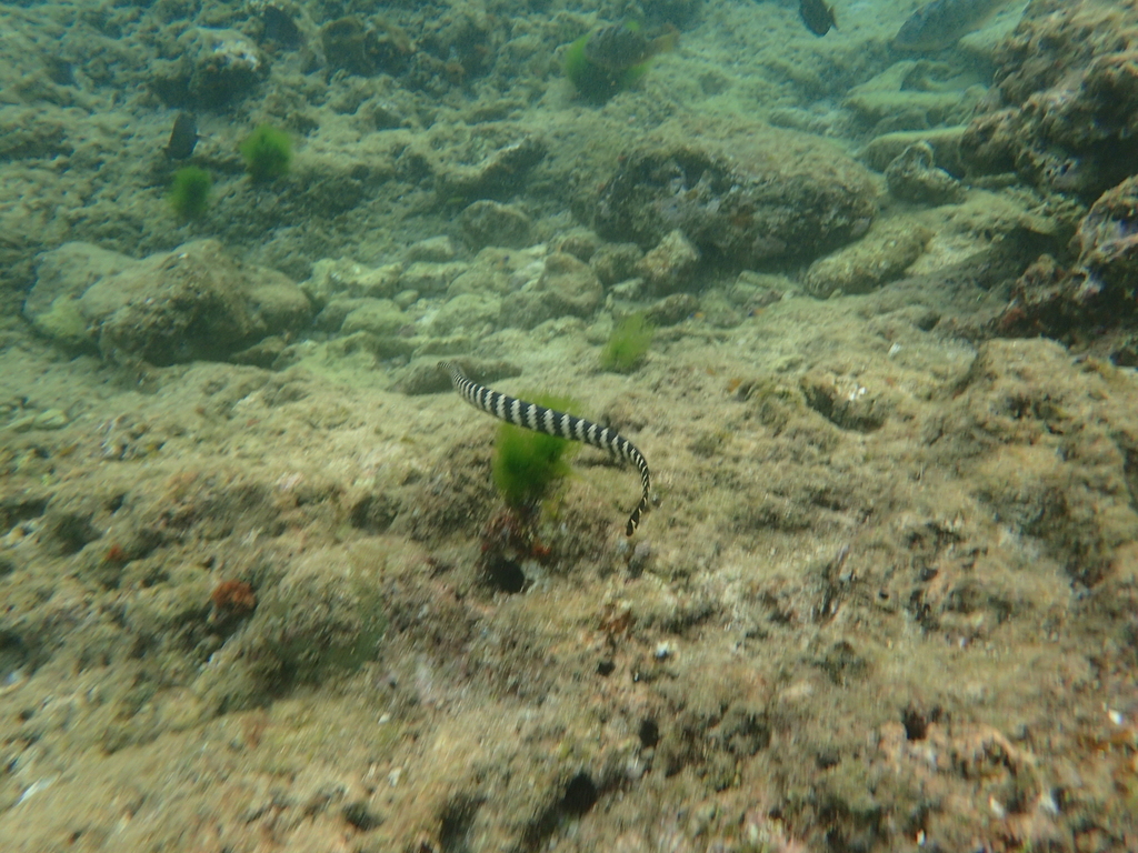 Ijima's Turtle-headed Sea Snake from 6 Chome Mizugama, Kadena, Nakagami ...