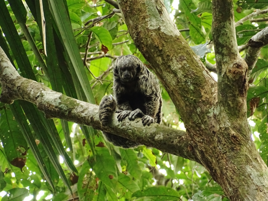 Mittermeier's Tapajós Saki (Pithecia mittermeieri) - Know Your Mammals