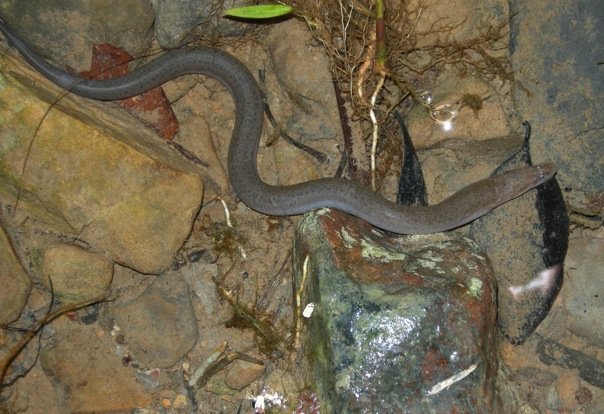 Marbled Swamp Eel (Synbranchus marmoratus) - Marine Life Identification
