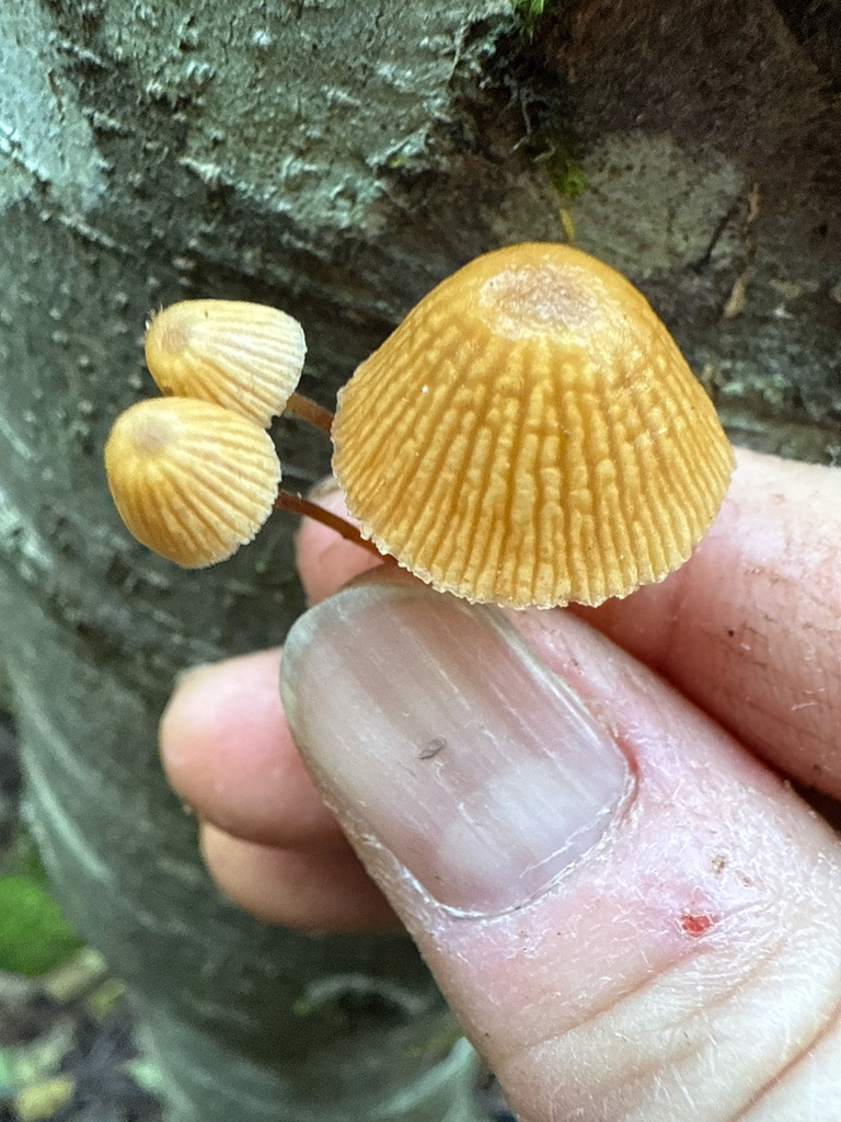 Galerina vittiformis bispora in November 2025 by ym_wang_pnw · iNaturalist