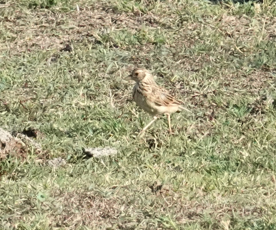 Jerdon's Bushlark from Palatupana Wetland, Hambantota, Sri Lanka on ...