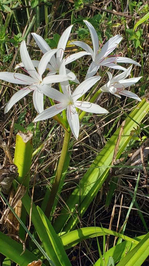 Southern Swamp Crinum from Miami-Dade County, FL, USA on January 03 ...