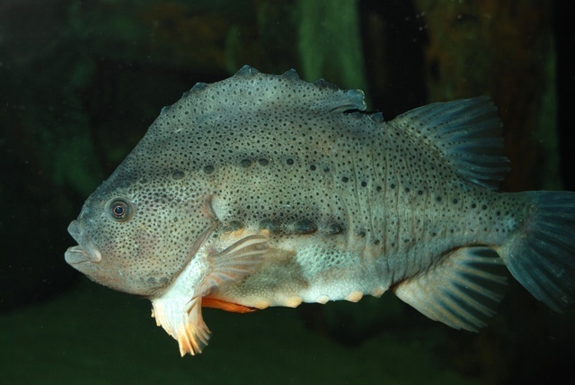 Cyclopterus lumpus (Species with Funny English Common Names) · 愛自然-臺灣 ...