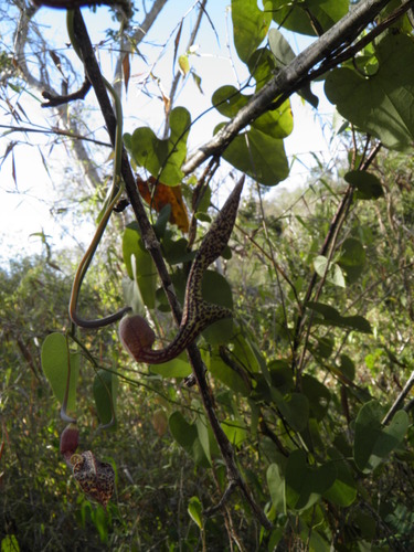 Bejuco de guaco (Aristolochia mycteria)