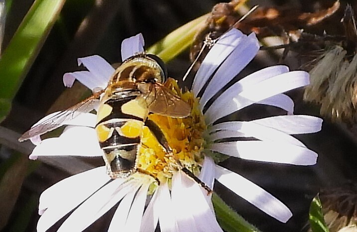 Broad-headed Marsh Fly from Yakima County, WA, USA on November 8, 2025 ...