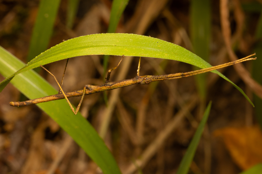 Crowned Stick Insect from Mount Lewis, Julatten QLD 4871, Australia on ...