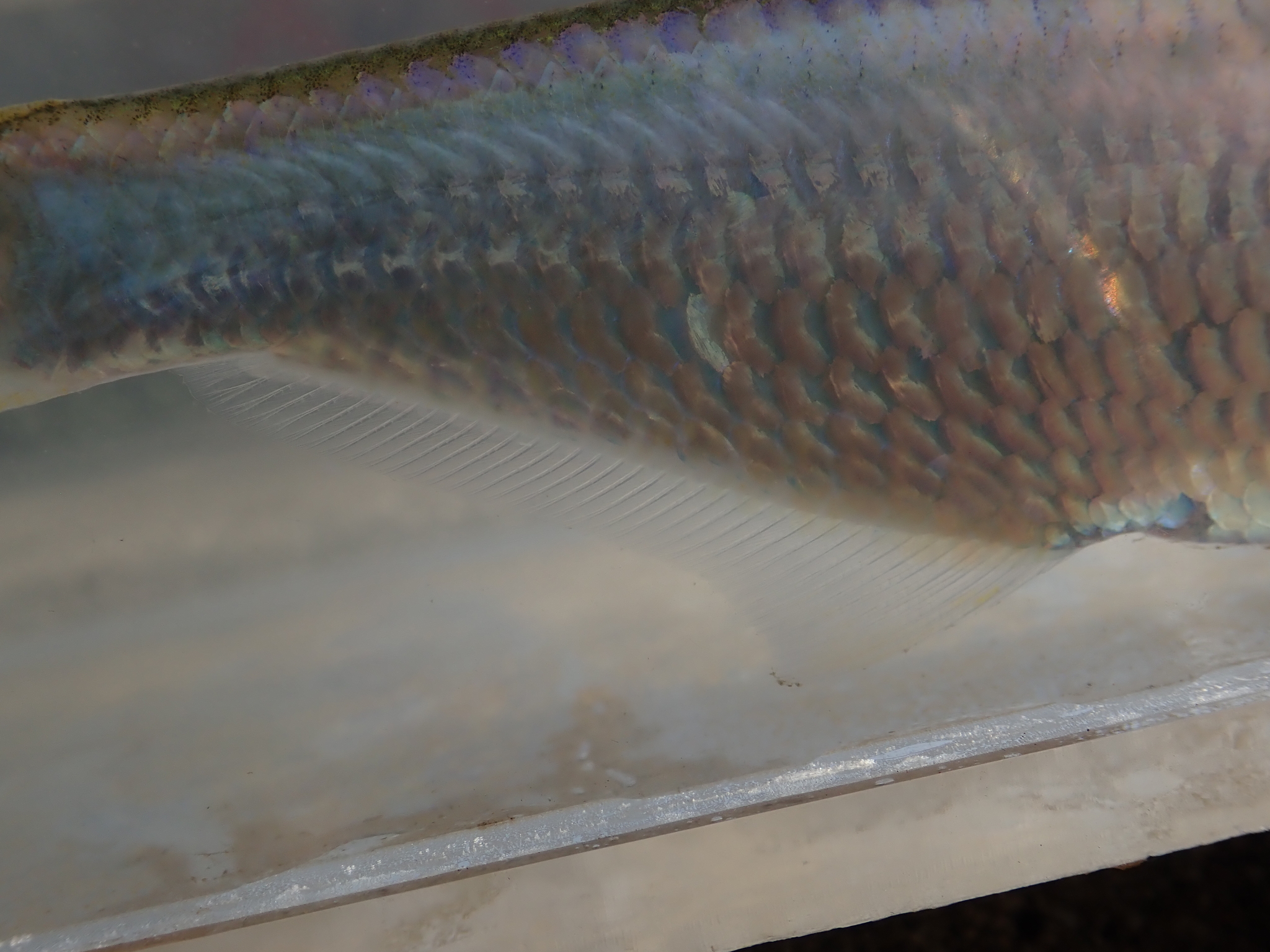 Thryssa hamiltonii Gray, 1835