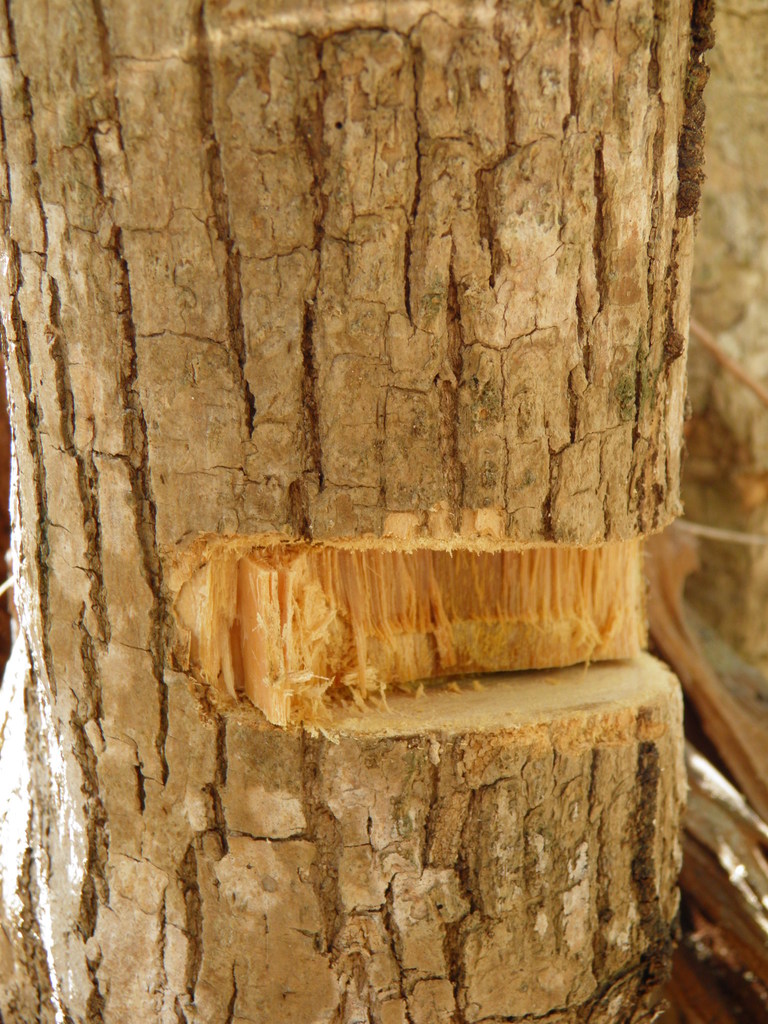 Fence Post Tree from Estación de Biología Chamela, UNAM, Chamela ...