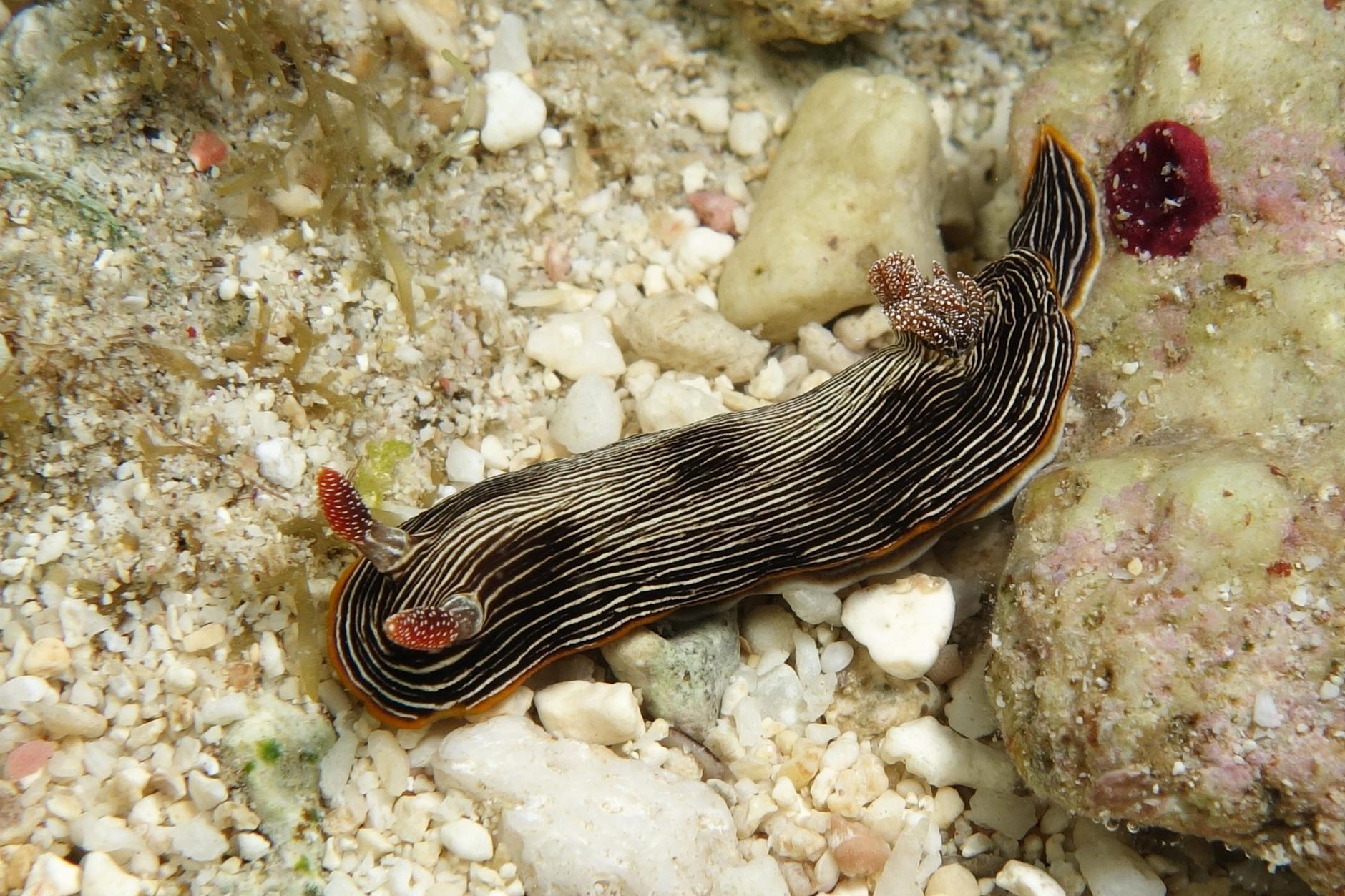 Chromodoris lineolata (van Hasselt, 1824)
