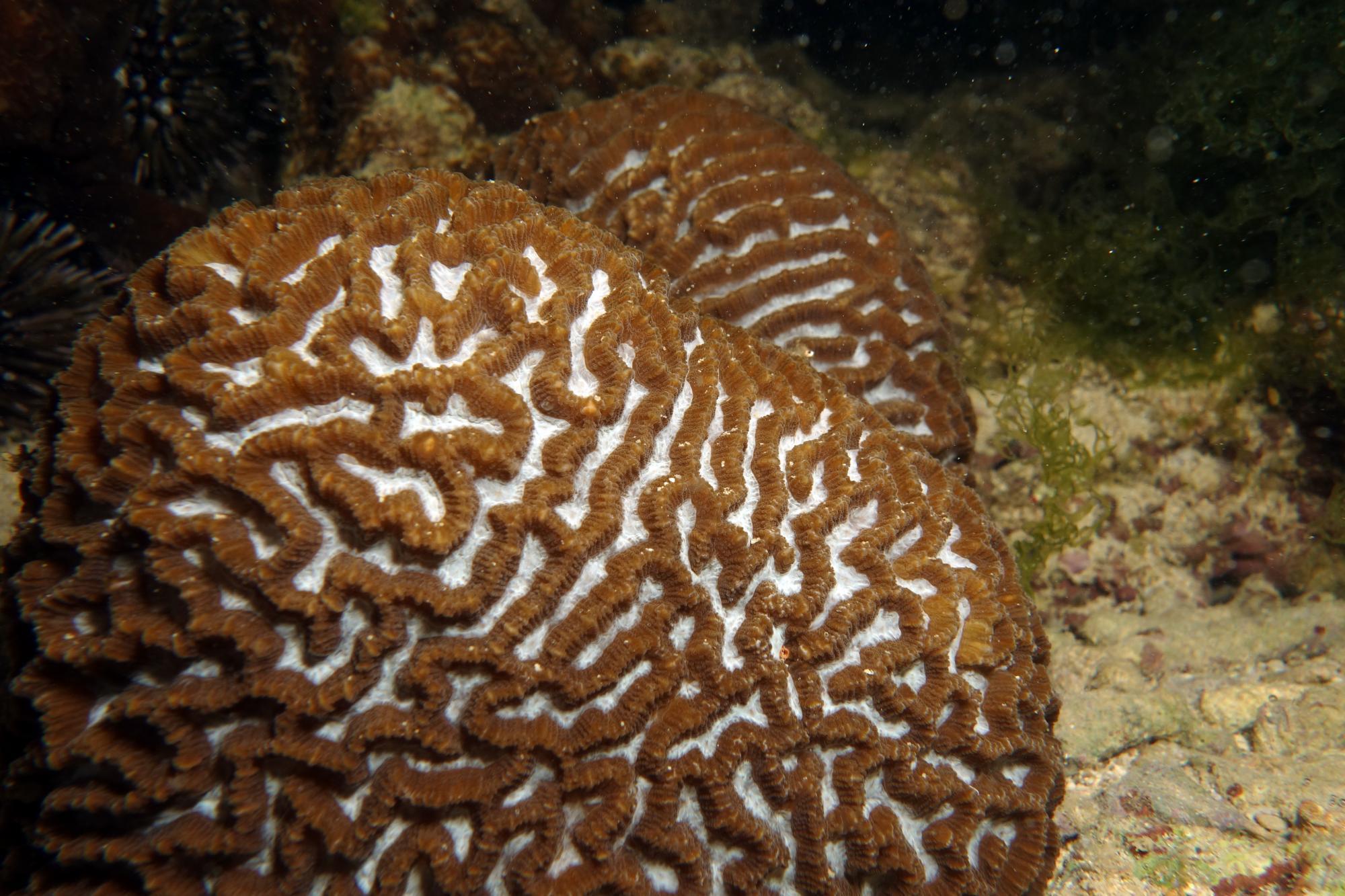 Platygyra daedalea (Ellis & Solander, 1786)