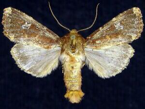 Sideridis congermana (Species with Funny English Common Names ...