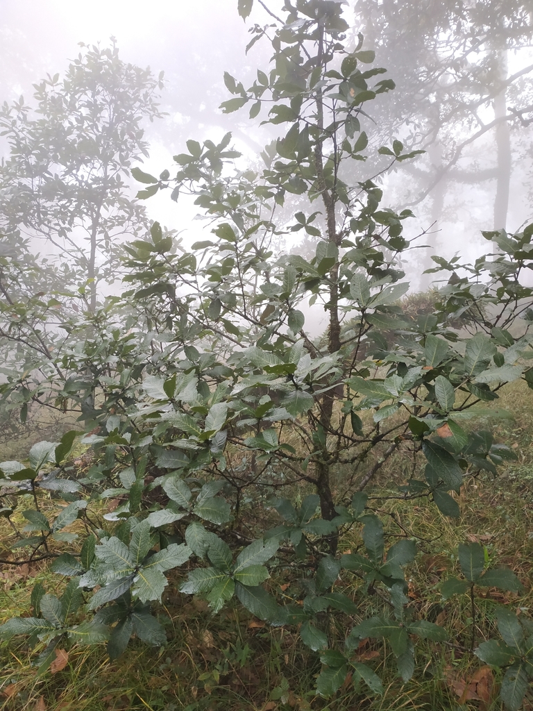 loquat leaf oak from Casas, Tamps., México on December 27, 2019 at 08: ...