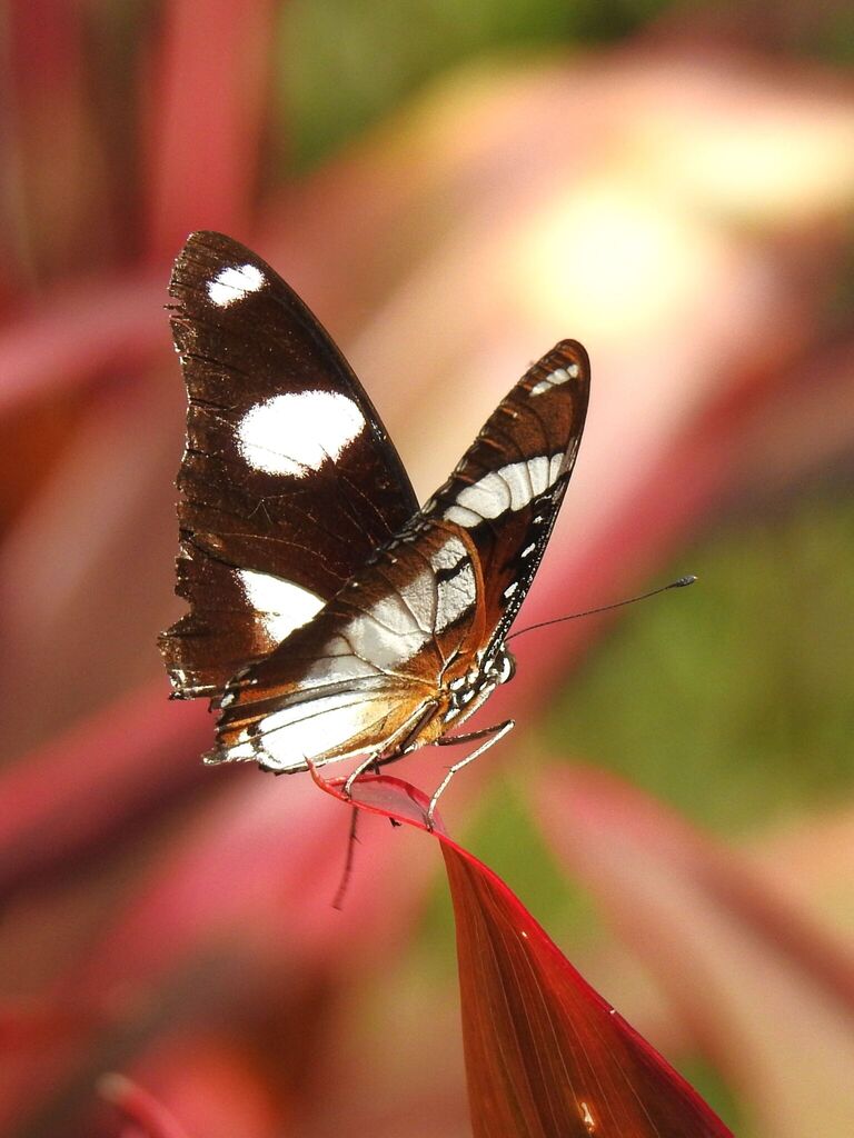 Danaid Eggfly from Hanging Gardens, Ridge Rd, Simla Nagar, Malabar Hill ...
