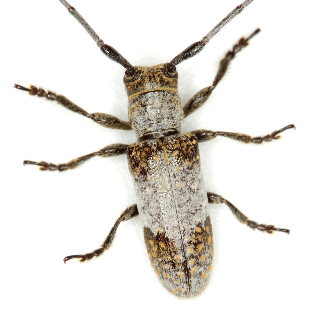 Twig Girdler Beetle (Sara's Pollinator Guide) · iNaturalist