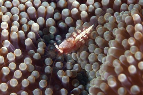 Periclimenes albolineatus · iNaturalist