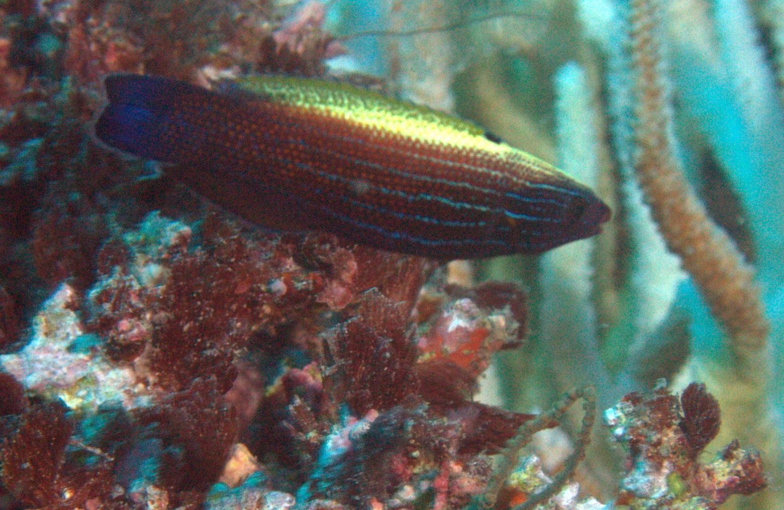 Labropsis xanthonota Randall, 1981