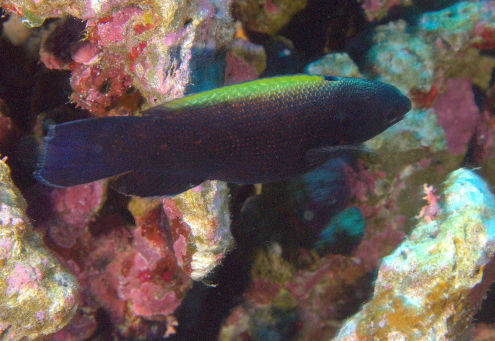 Labropsis xanthonota Randall, 1981