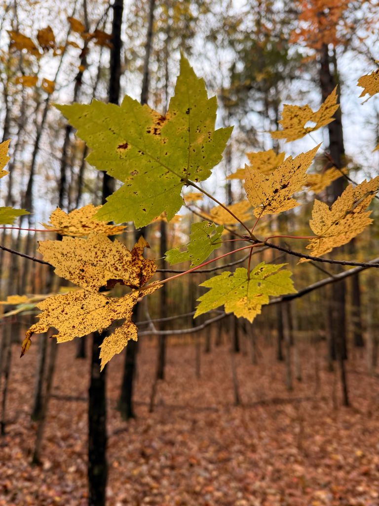 red maple from W Neck Rd, Virginia Beach, VA, US on November 10, 2025 ...