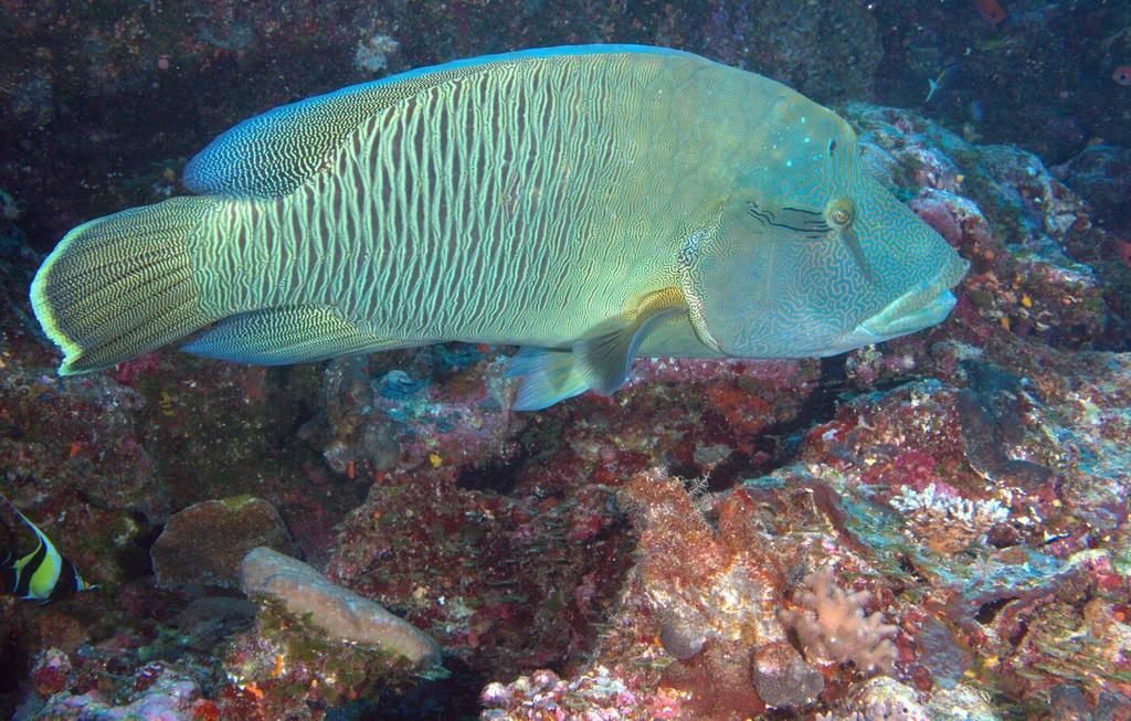 Napoleon Wrasse (Saltwater Fish of the Indo Pacific) · iNaturalist