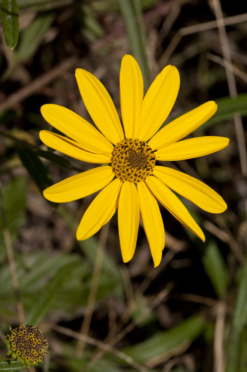 Narrowleaf Sunflower (MatBio: HERBS IN FRESHWATER HABITATS - Matanzas ...