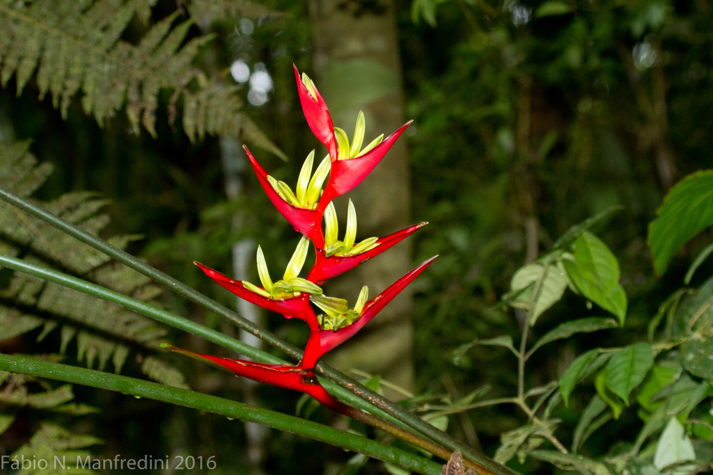 Heliconia farinosa (Florianopolis - Plants - Monocots) · iNaturalist