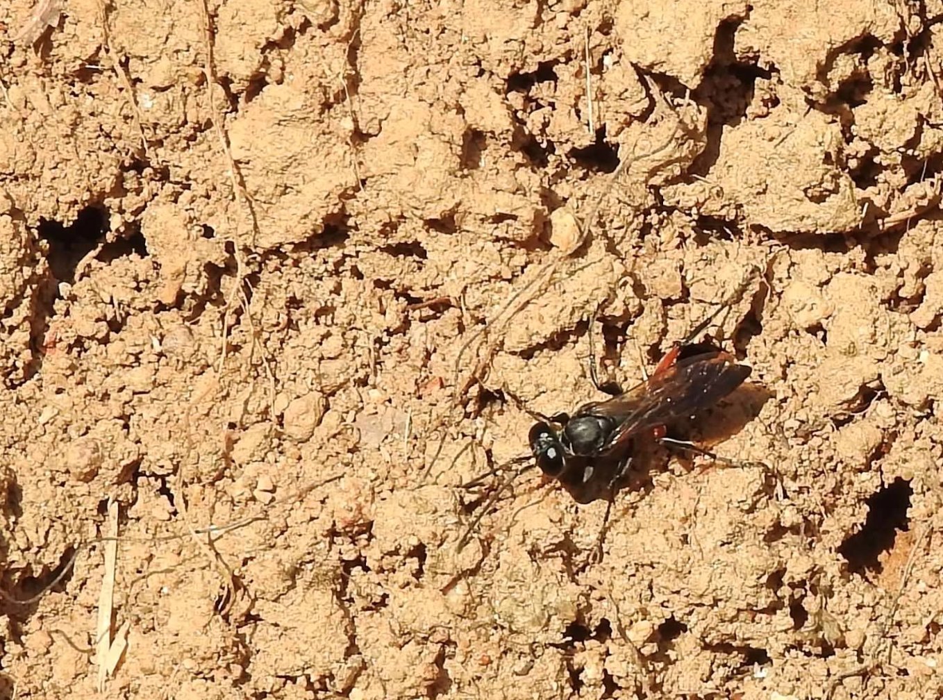 Liris subtessellatus (F.Smith, 1856)