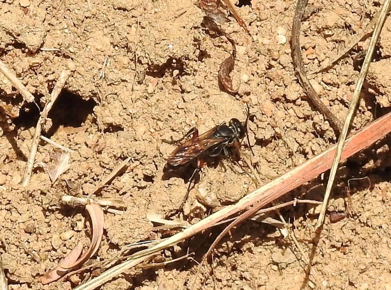Liris subtessellatus (F.Smith, 1856)