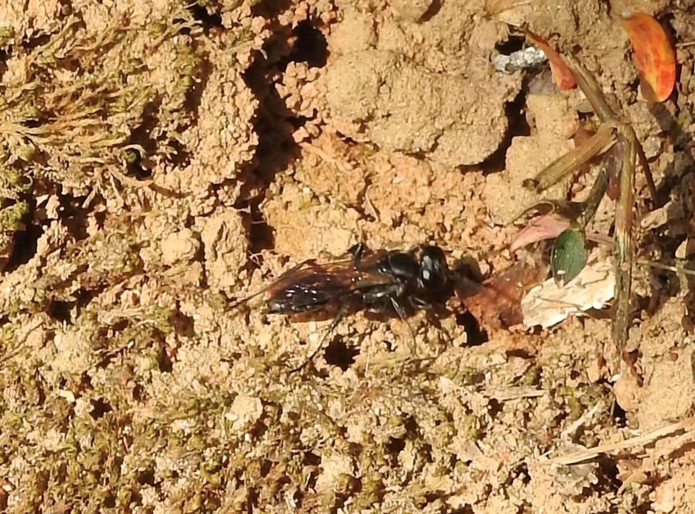 Liris subtessellatus (F.Smith, 1856)