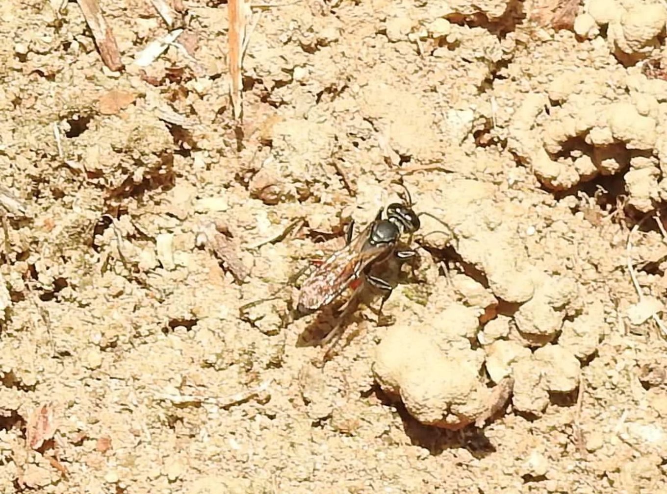 Liris subtessellatus (F.Smith, 1856)