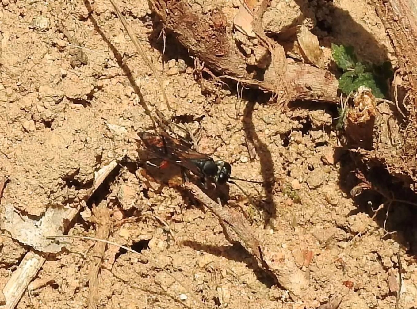 Liris subtessellatus (F.Smith, 1856)