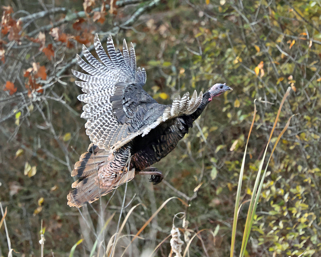 Wild Turkey from Groton, MA, USA on November 7, 2025 at 11:52 AM by Tom ...