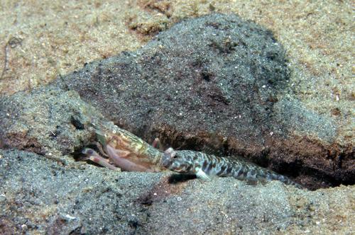 Subspecies Alpheus floridanus floridanus · iNaturalist